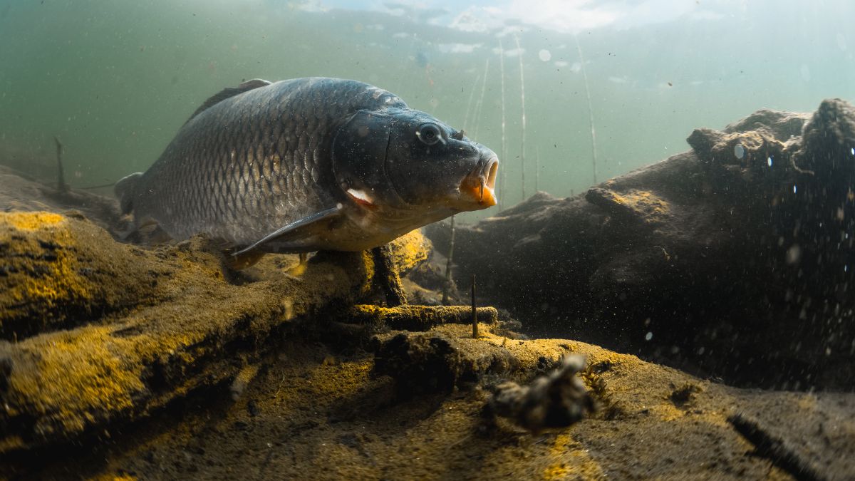 Fishing In Weed, How To Fish A Weedy Lake