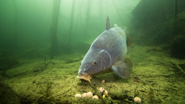 Carp Baiting Methods for Beginners - Bait Boat World